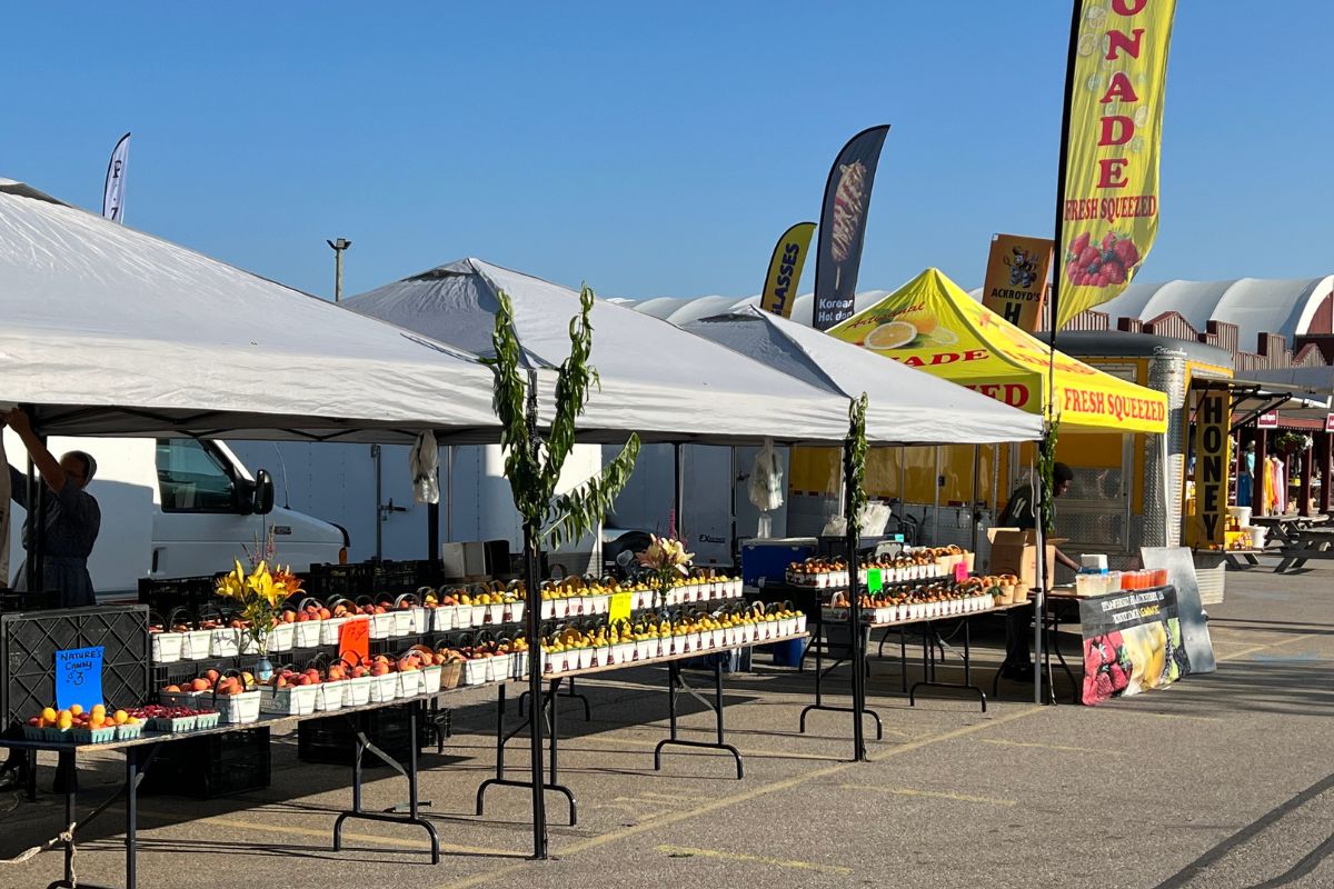 Mennonites in Kitchener-Waterloo: A Living Tradition
