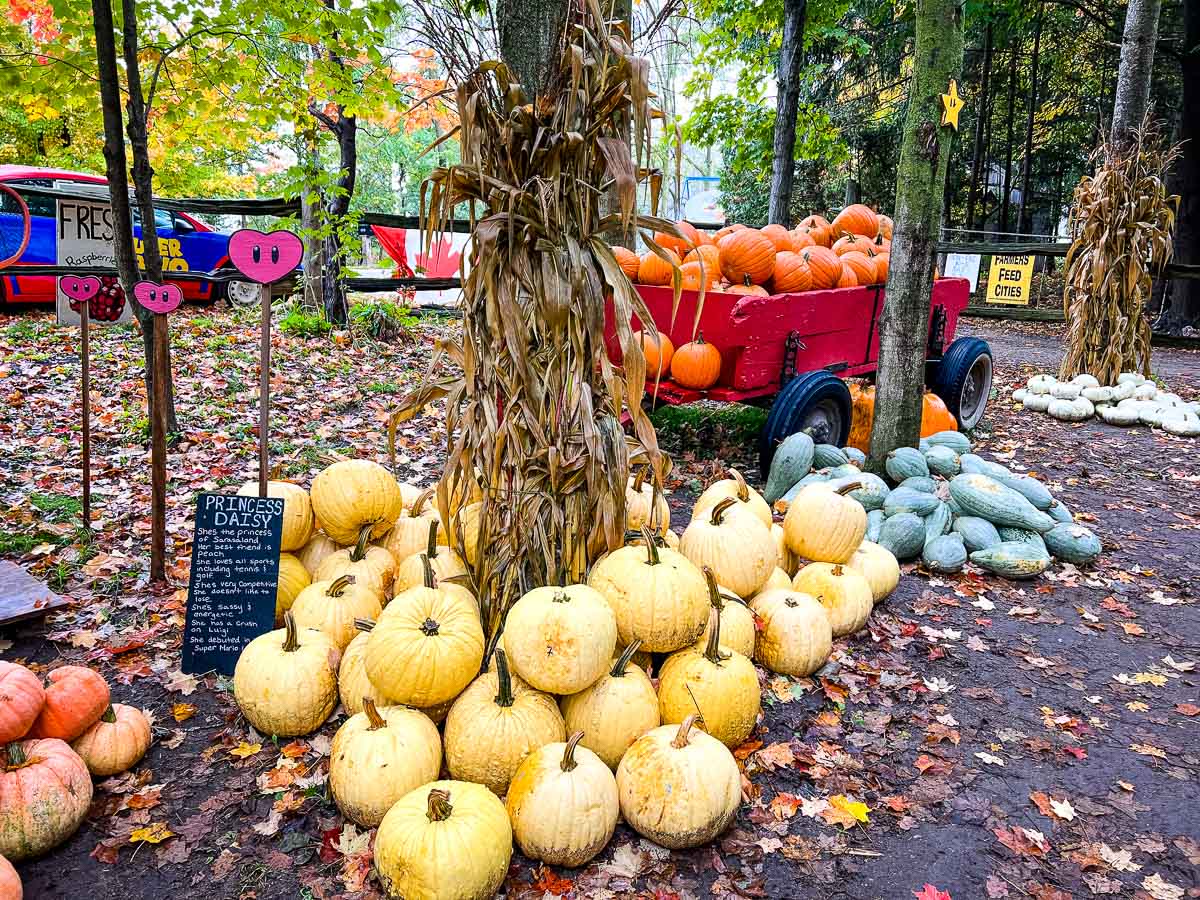 Fall Harvest Farm, Wellesley ON: A Perfect Autumn Day Trip