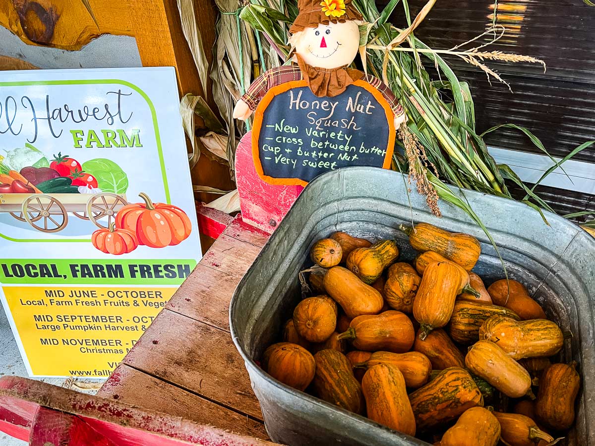 Fall Harvest Farm, Wellesley ON: A Perfect Autumn Day Trip