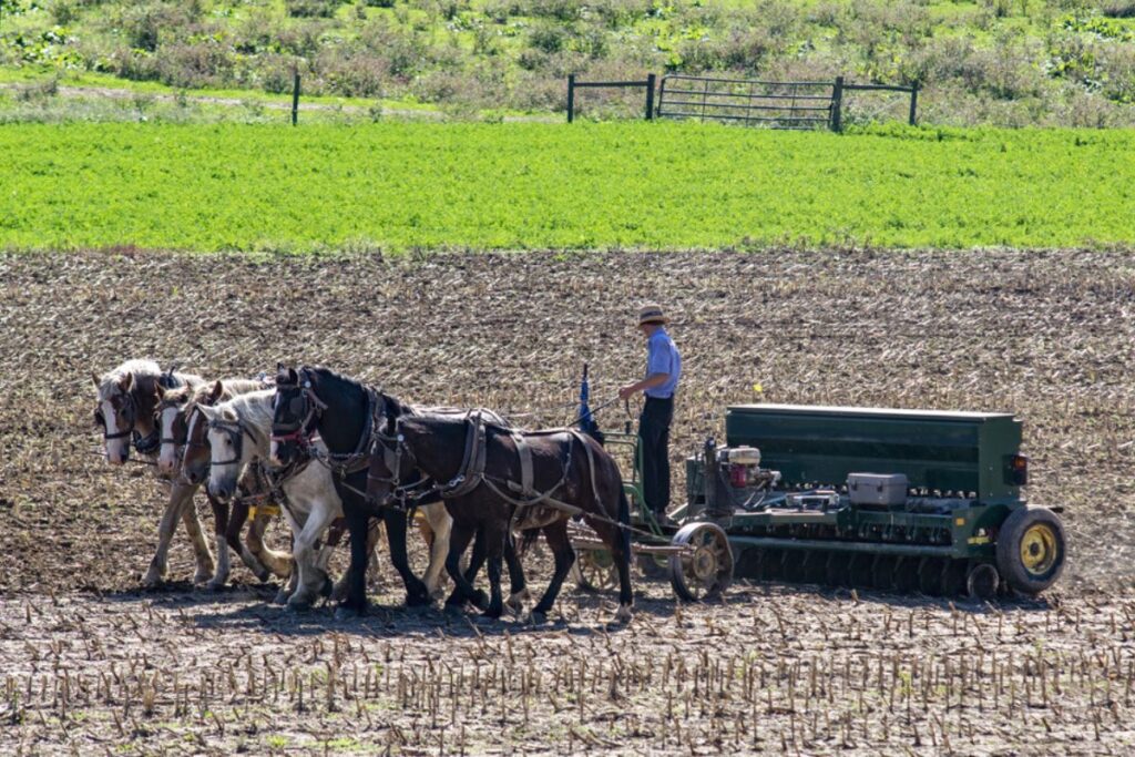 Mennonites in Kitchener-Waterloo: A Living Tradition