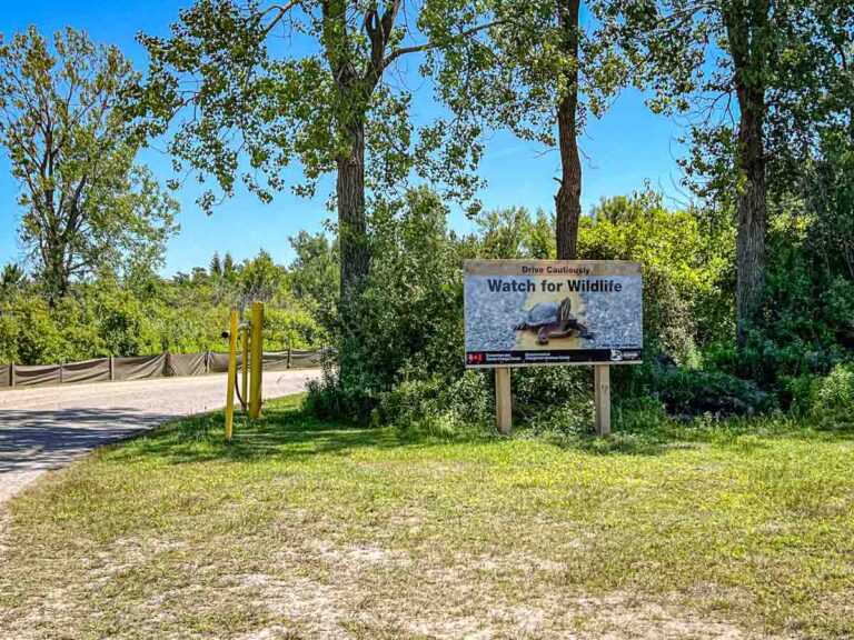 Exploring Long Point Provincial Park: A Hidden Gem in Ontario